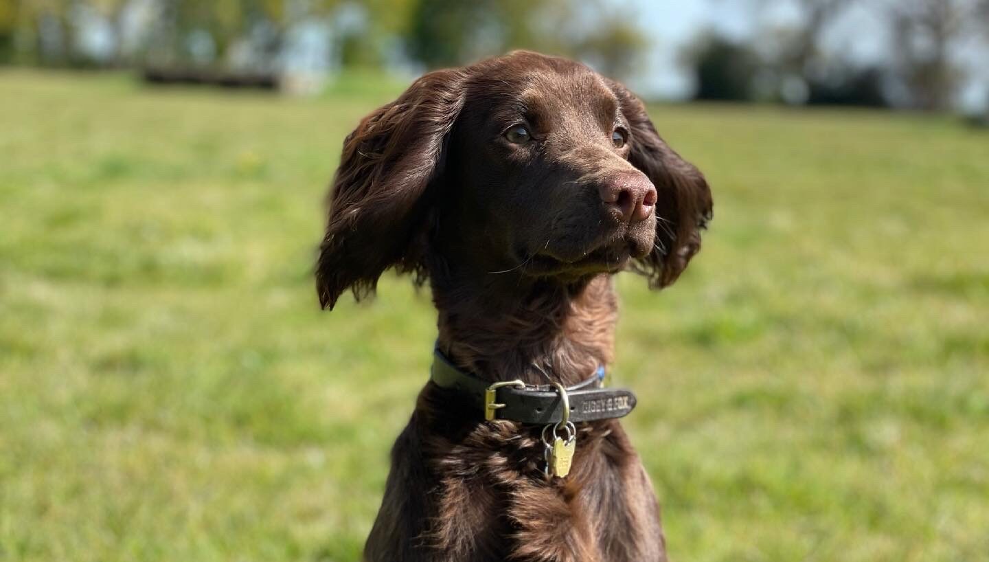 Stories - Springfield Pet Cremation